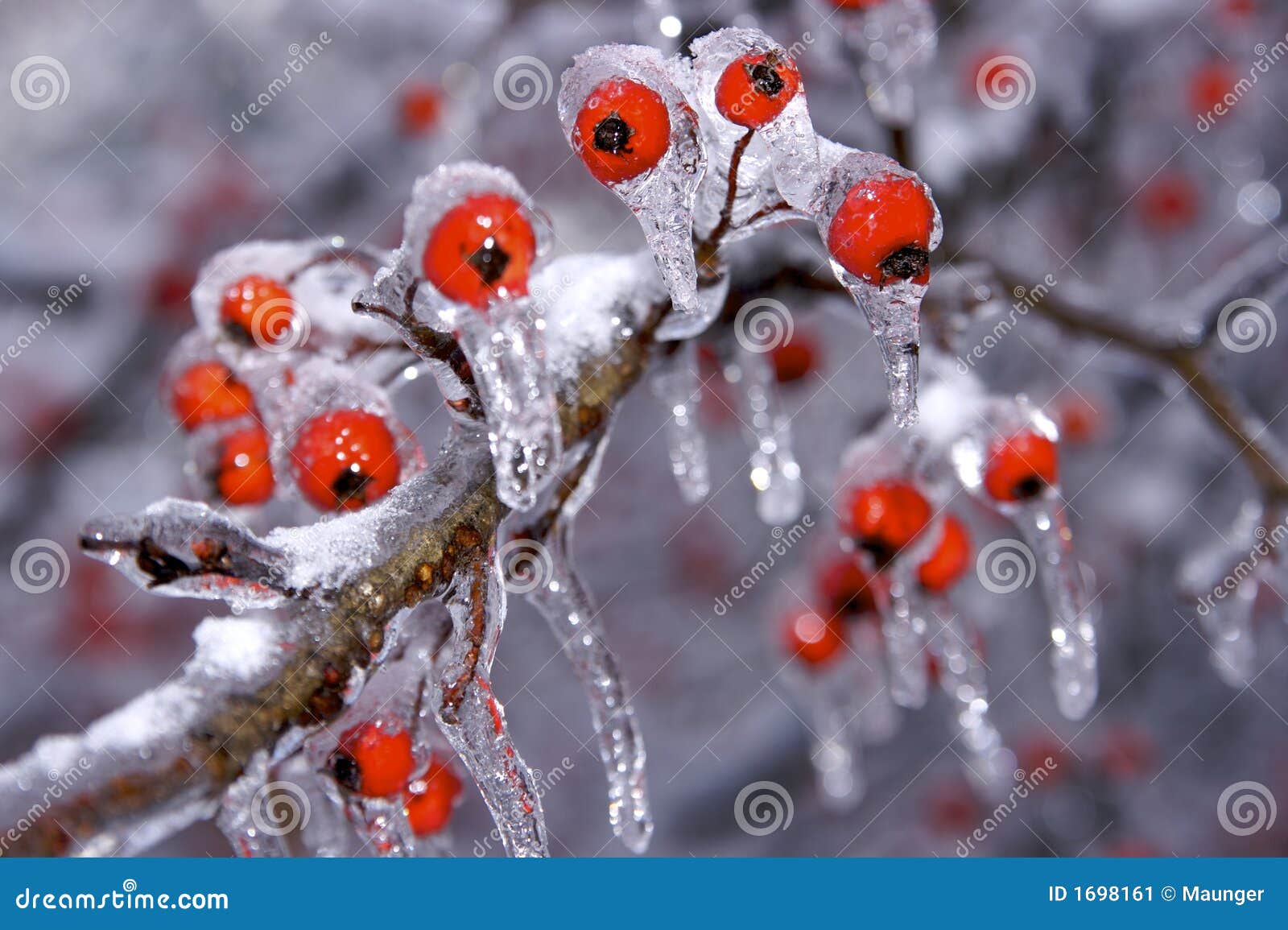 Snow and Ice Storm stock image. Image of tree, icebound - 1698161