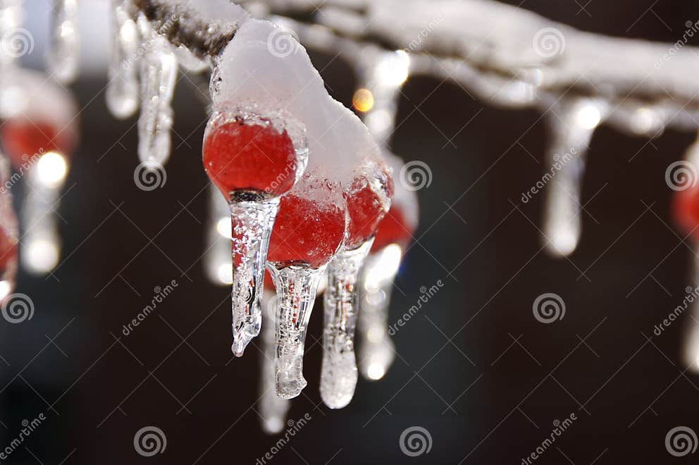 Snow and Ice Storm stock photo. Image of berries, glisten - 1698348