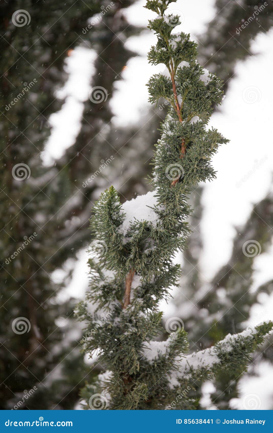 Snow and Ice Storm Eugene Oregon Stock Image - Image of dangerous ...