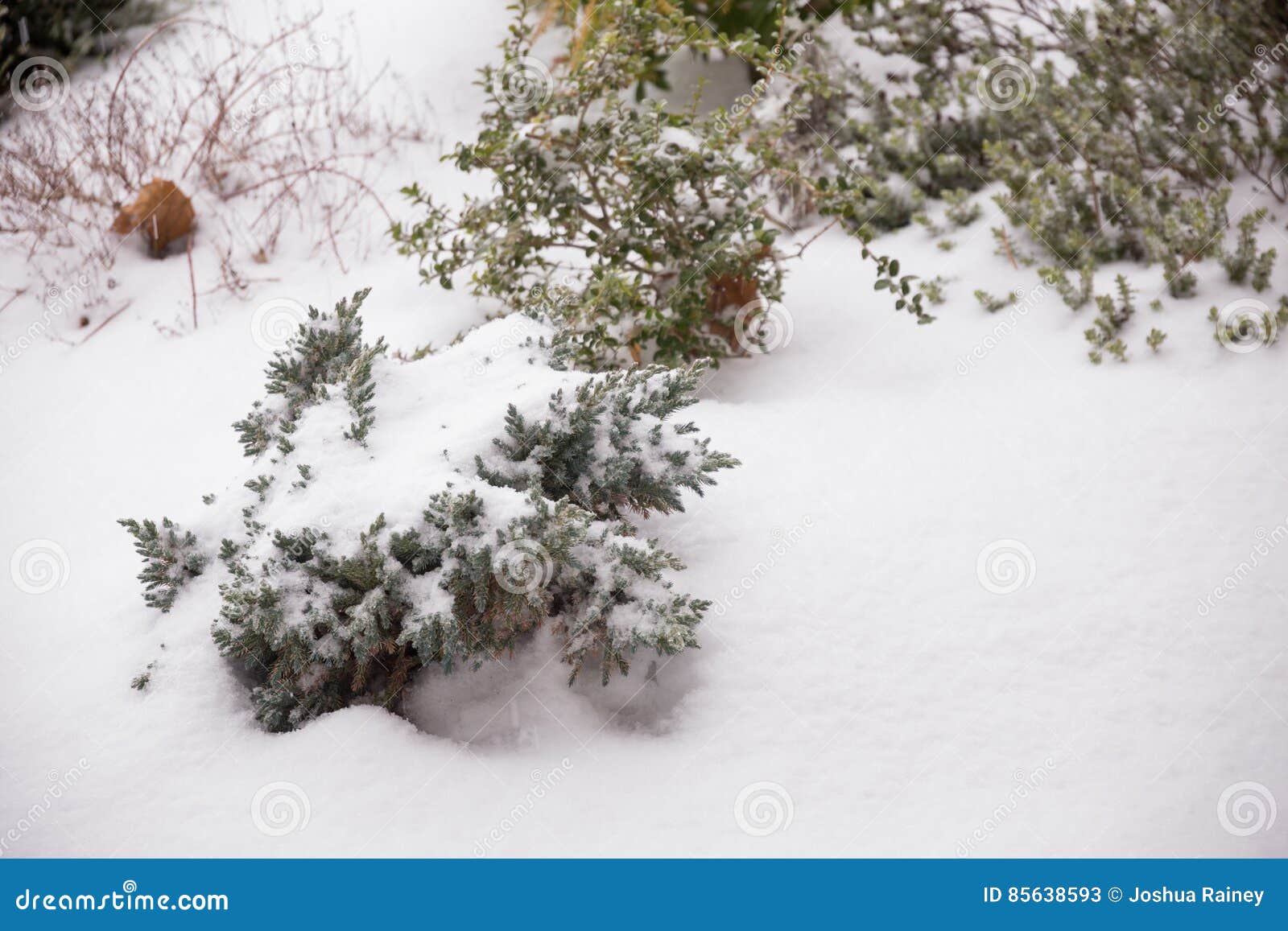 Snow and Ice Storm Eugene Oregon Stock Image - Image of covered, plant ...