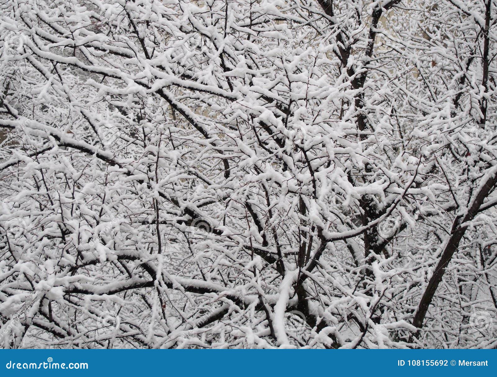 Snow and ice on tree stock photo. Image of garden, trees - 108155692