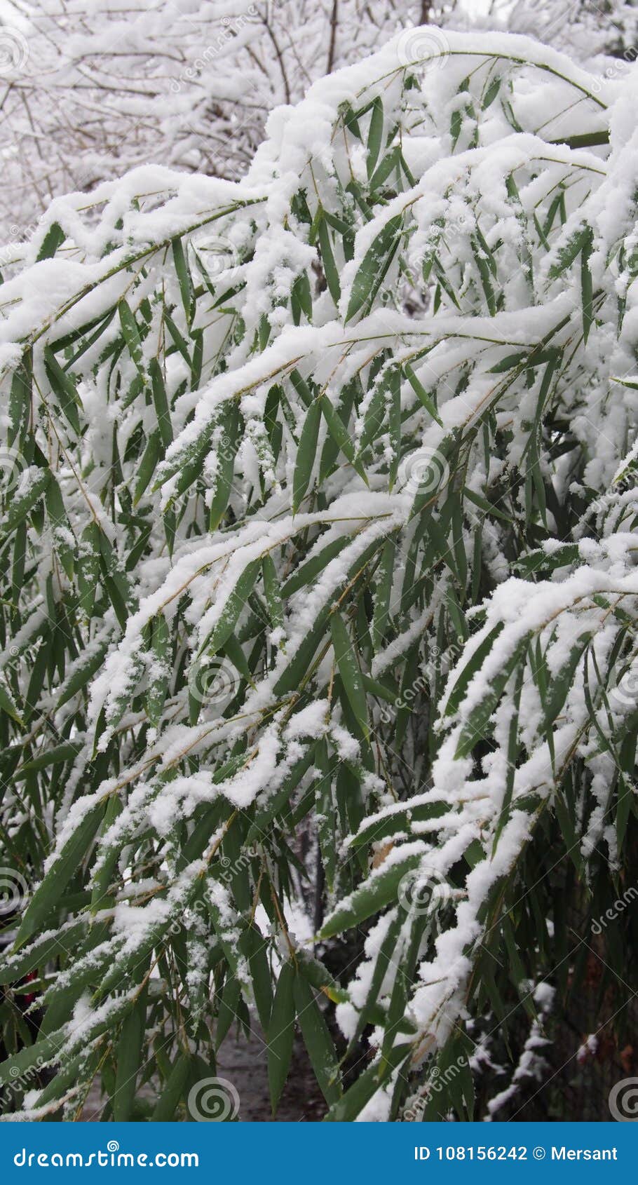 Snow and ice on tree stock photo. Image of trees, leaf - 108156242