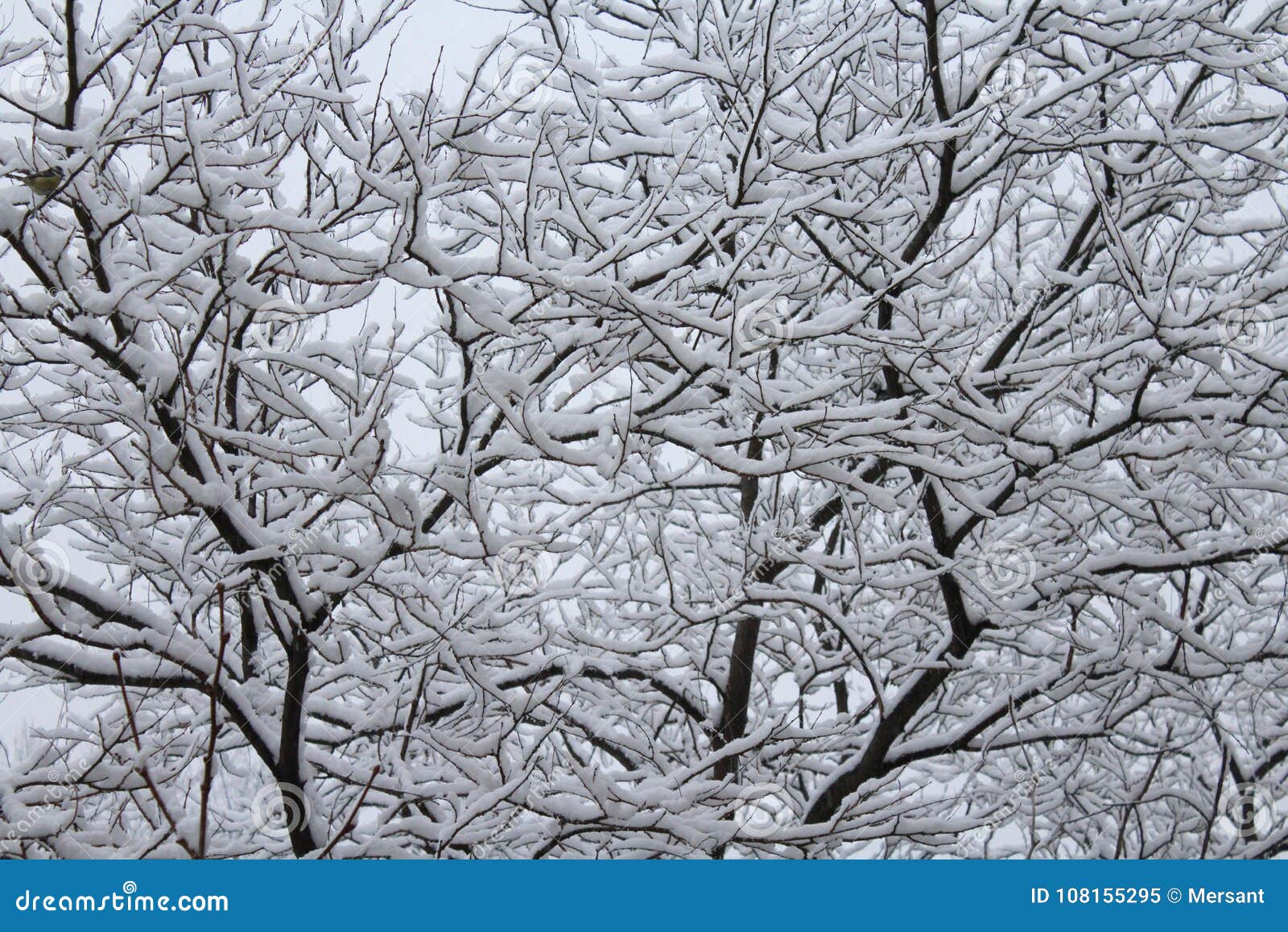 Snow and ice on tree stock image. Image of plant, winter - 108155295