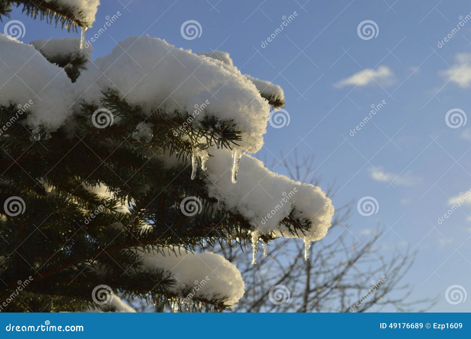 Snow and icicles stock image. Image of branch, icicles - 49176689