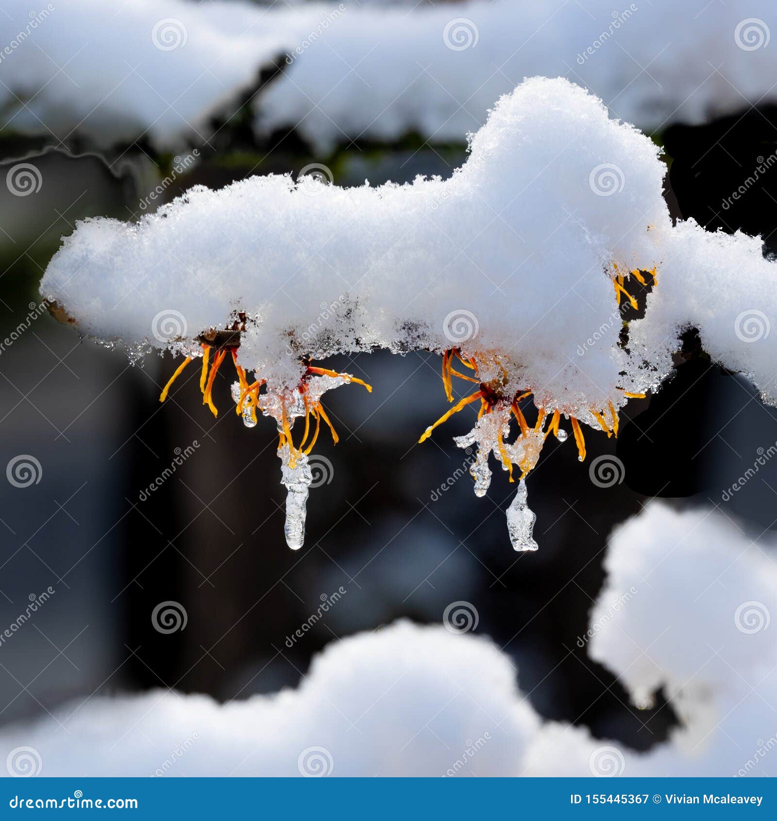 Snow and Icicles on Tree Branch Stock Image - Image of icicles, snow ...