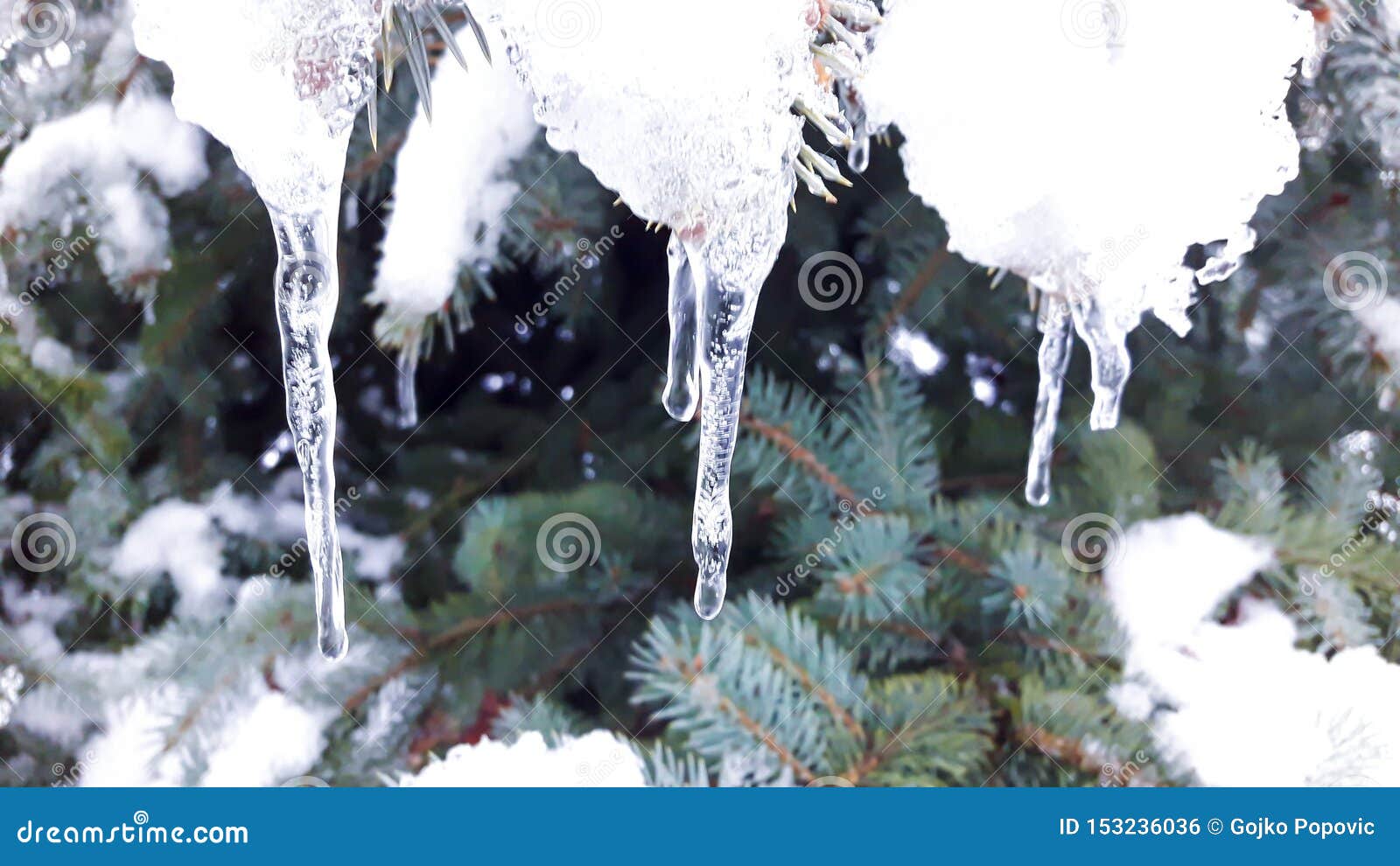 Snow and Icicles on the Tree Stock Photo - Image of fresh, snowy: 153236036