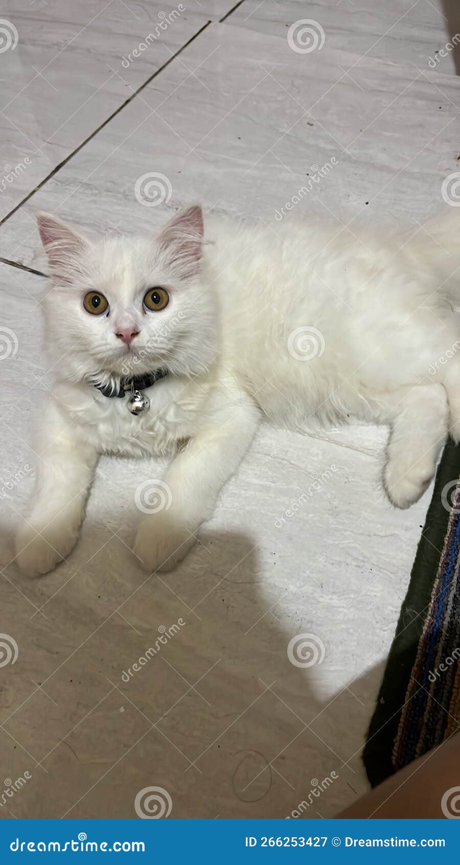 Snow kitten stock image. Image of like, kitten, white - 266253427