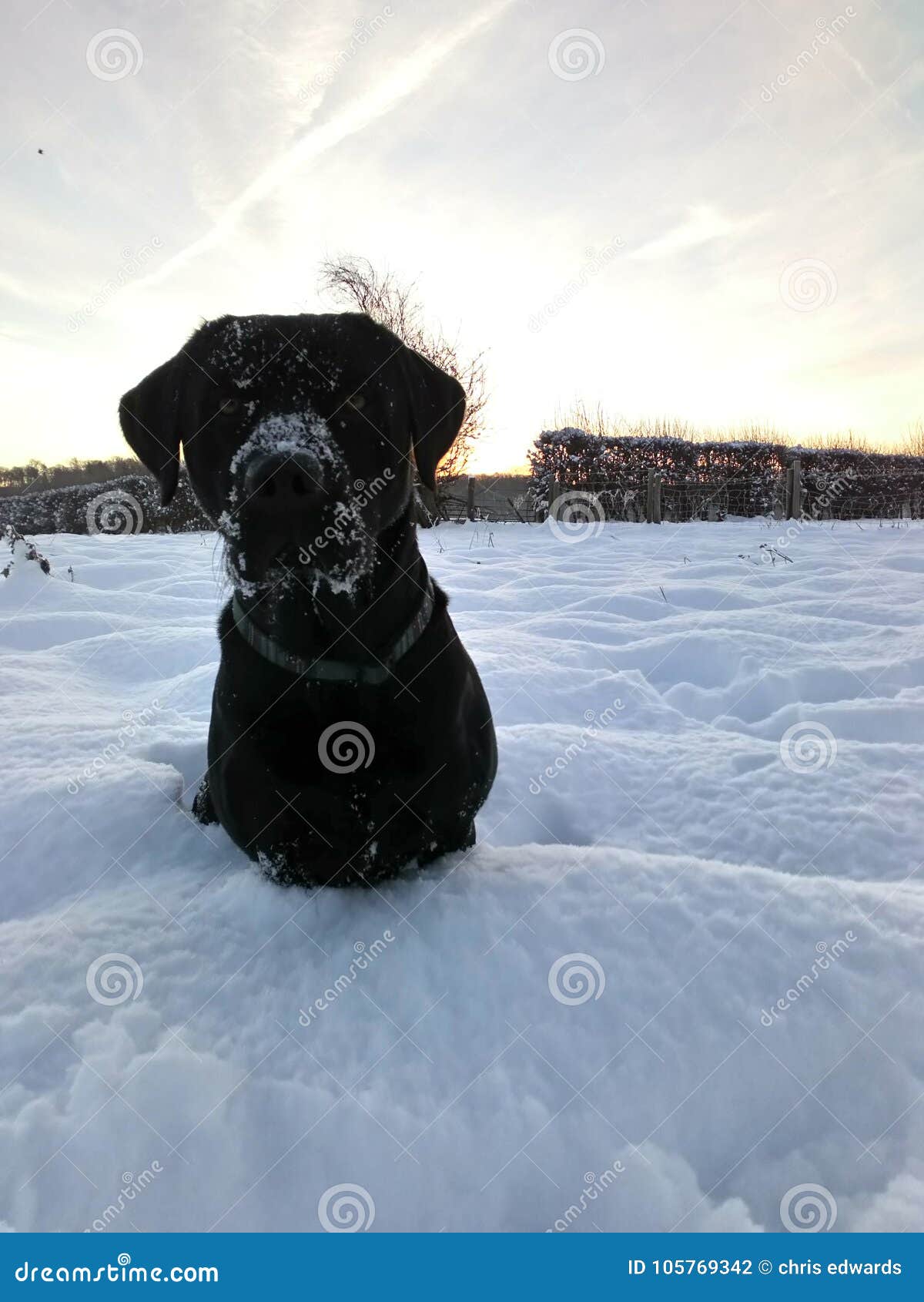 Snow lab stock photo. Image of retriever, chilling, snout - 105769342