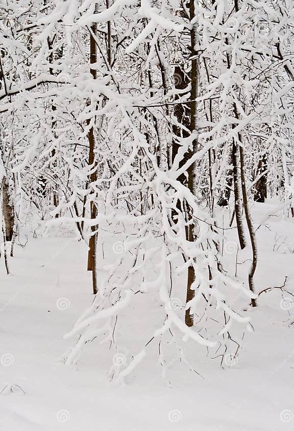 Snow lace stock photo. Image of autumn, cold, forest - 12609074