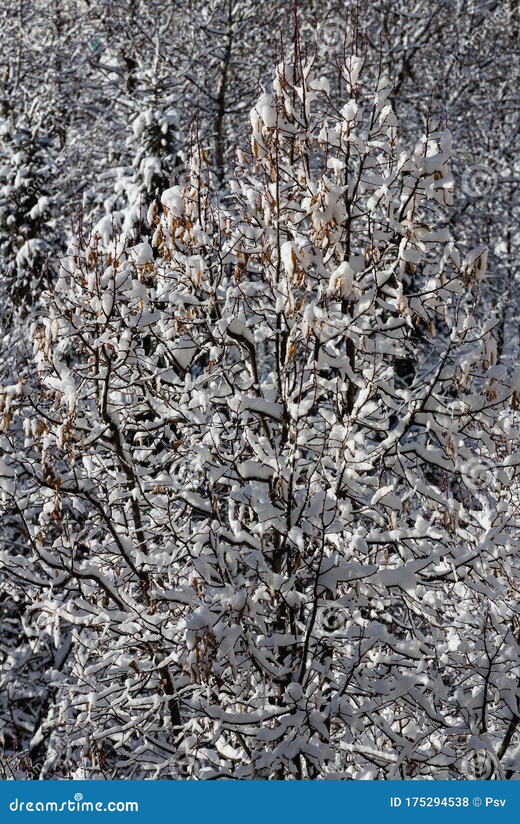 Snow Lace on Branches of Trees Stock Photo - Image of nature, forest ...