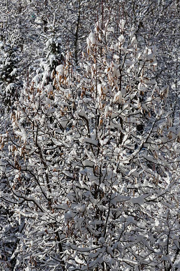 Snow Lace on Branches of Trees Stock Photo - Image of nature, forest ...