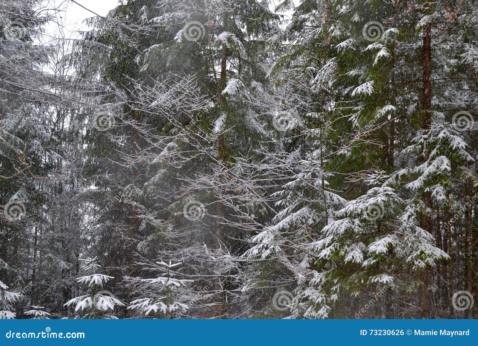 Snow Laden Branches stock photo. Image of bavaria, winter - 73230626