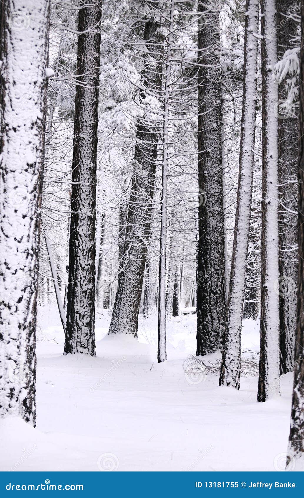 Snow laden trees stock image. Image of famous, yosemite - 13181755