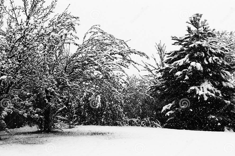 Snow-laden trees in winter stock image. Image of nature - 527233