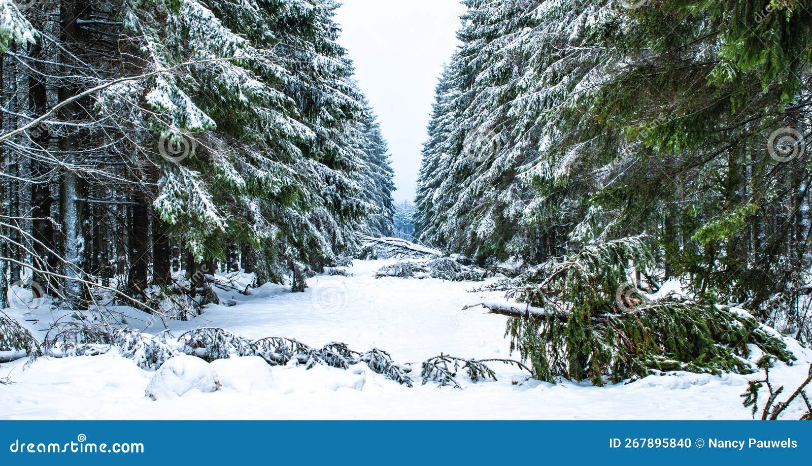 Snow Landscape with Damaged Fir Tree in Forest. Stock Photo - Image of ...