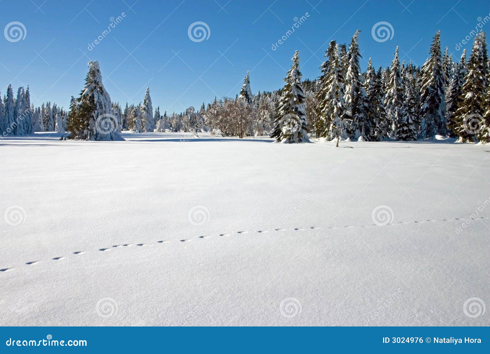 Snow Landscape with Footsteps Stock Photo - Image of snowy, outdoors ...