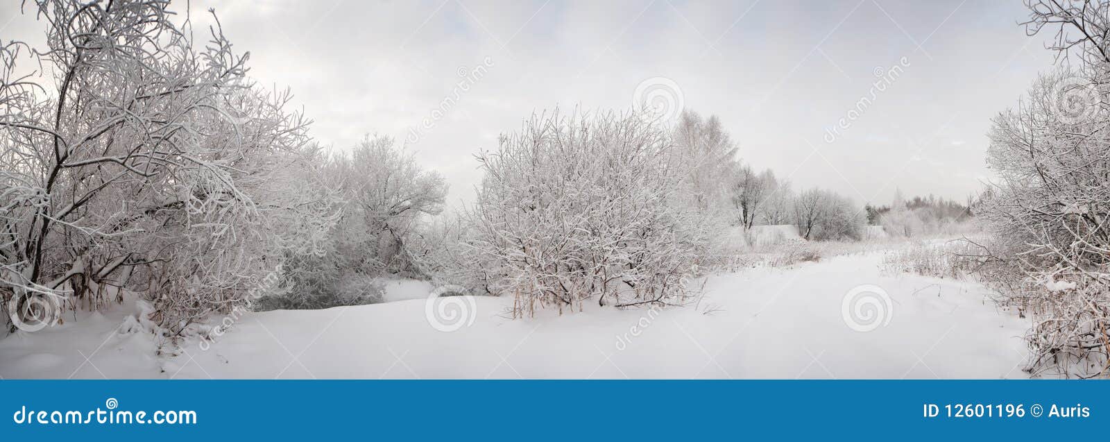 Snow Landscape with Frosted Trees Stock Photo - Image of forest ...
