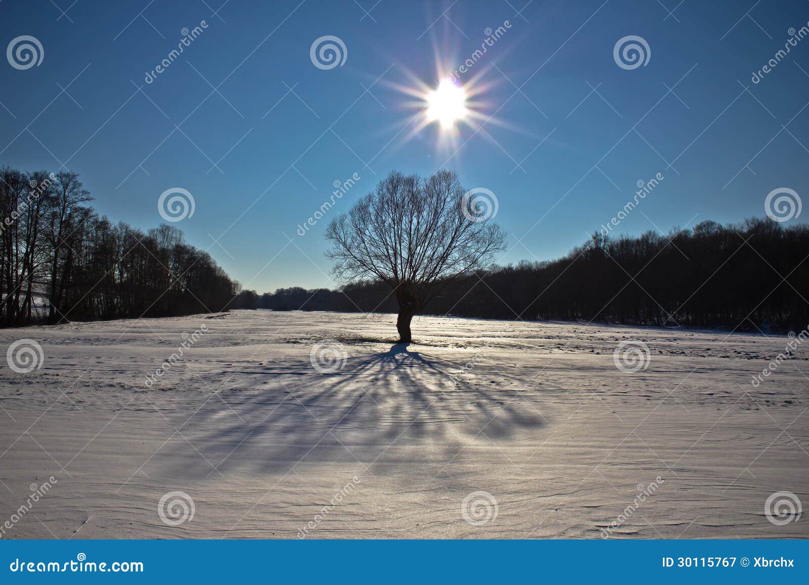 Snow Landscape Tree Under Sun Stock Image - Image of countryside, rural ...