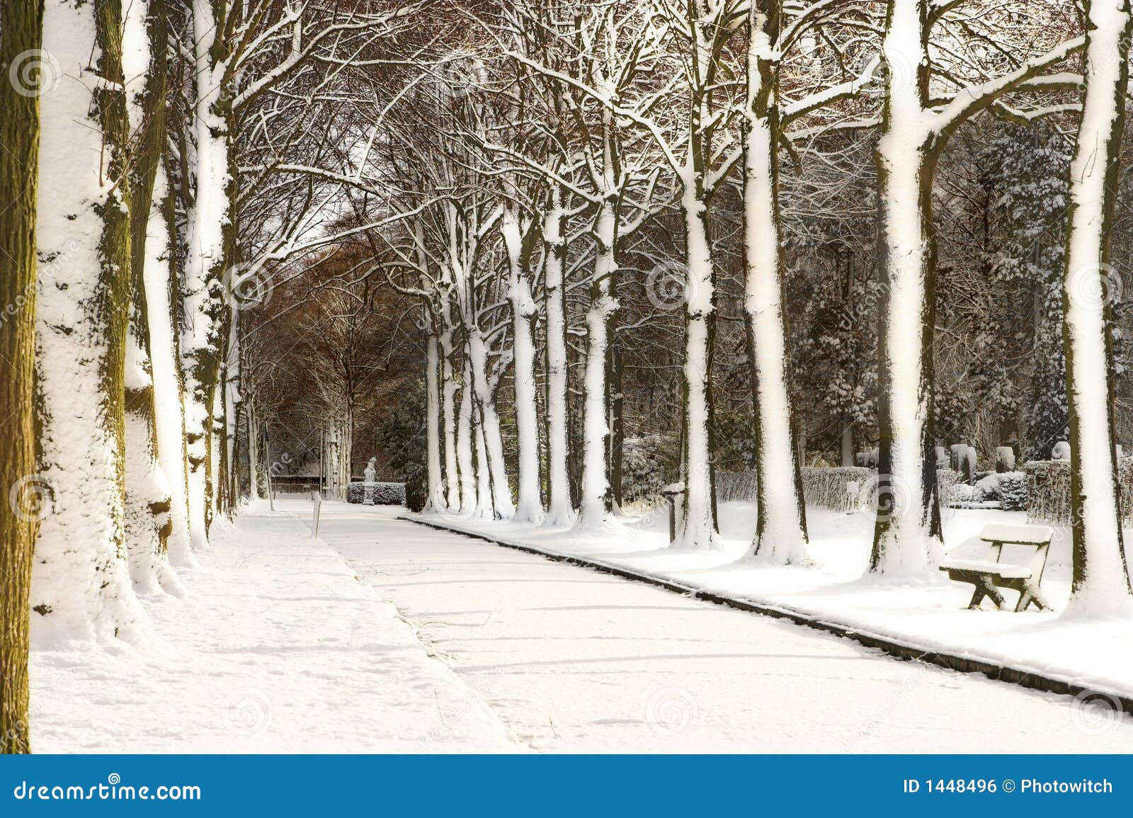 Snow lane stock photo. Image of lane, winter, avenue, landscape - 1448496