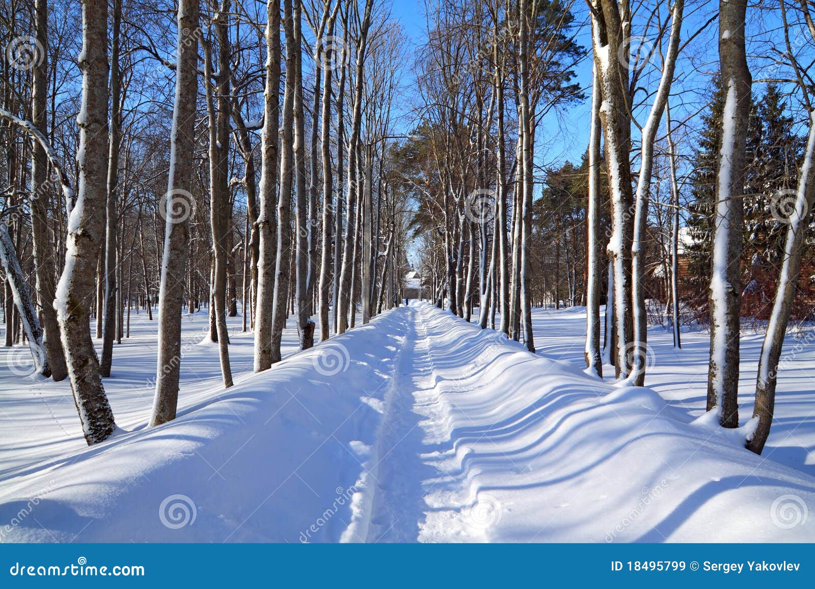Snow lane stock image. Image of area, january, freshness - 18495799