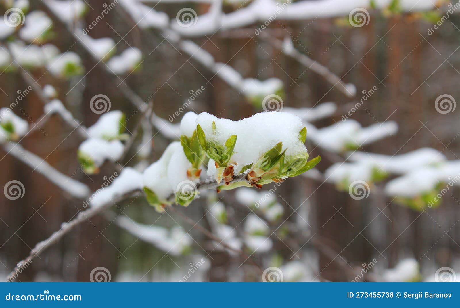 Snow Layer on a Young Buds with First Leaves at Spring Time Stock Photo ...