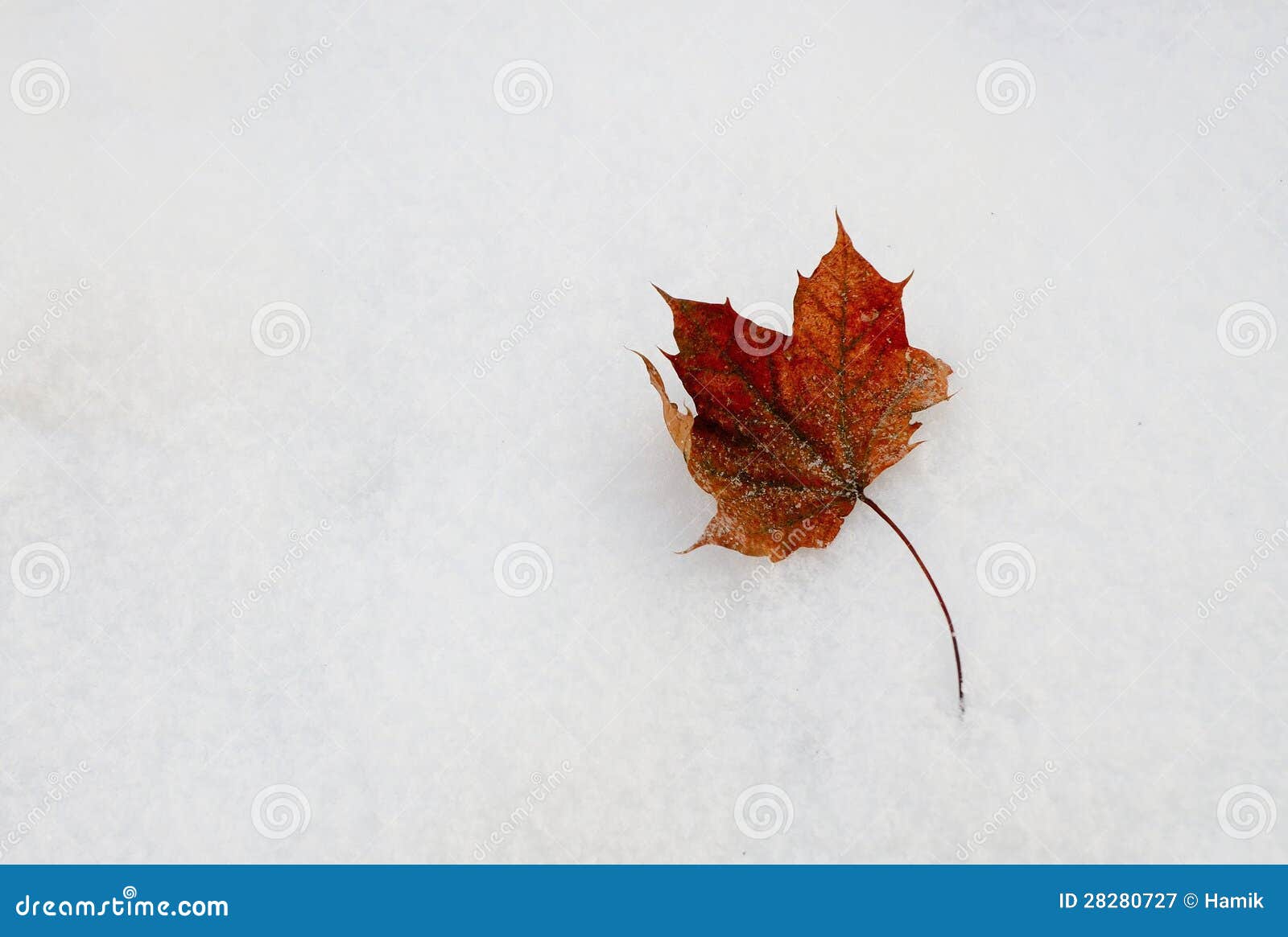 Snow and leaf stock image. Image of background, freeze - 28280727