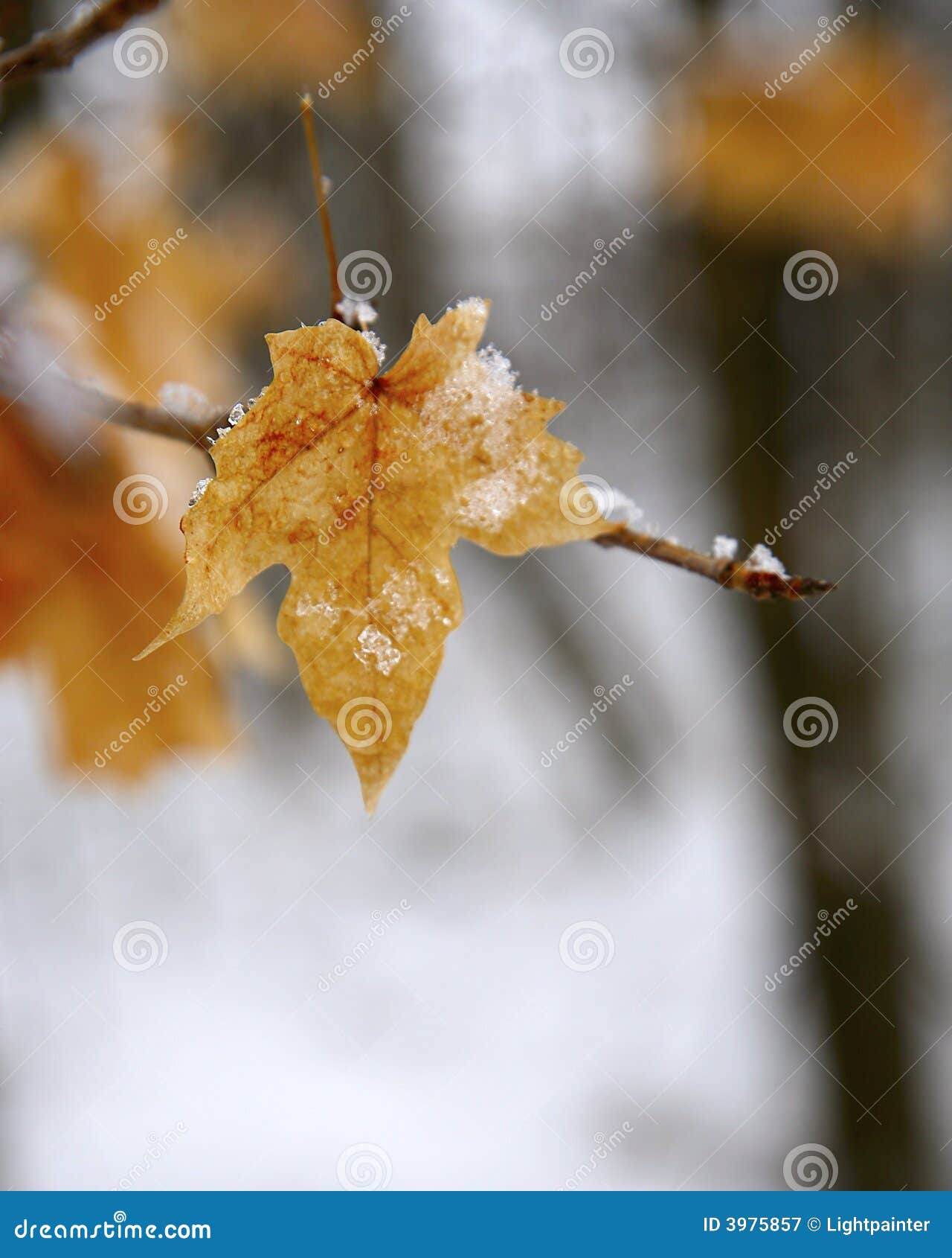 Snow leaf stock image. Image of winter, branch, holiday - 3975857