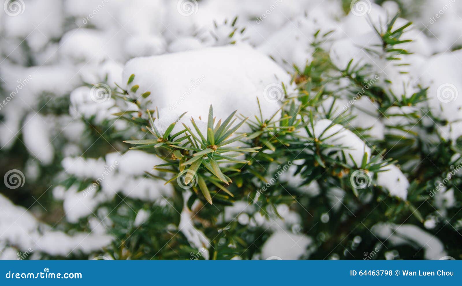 Snow on leaf stock photo. Image of chill, green, cool - 64463798