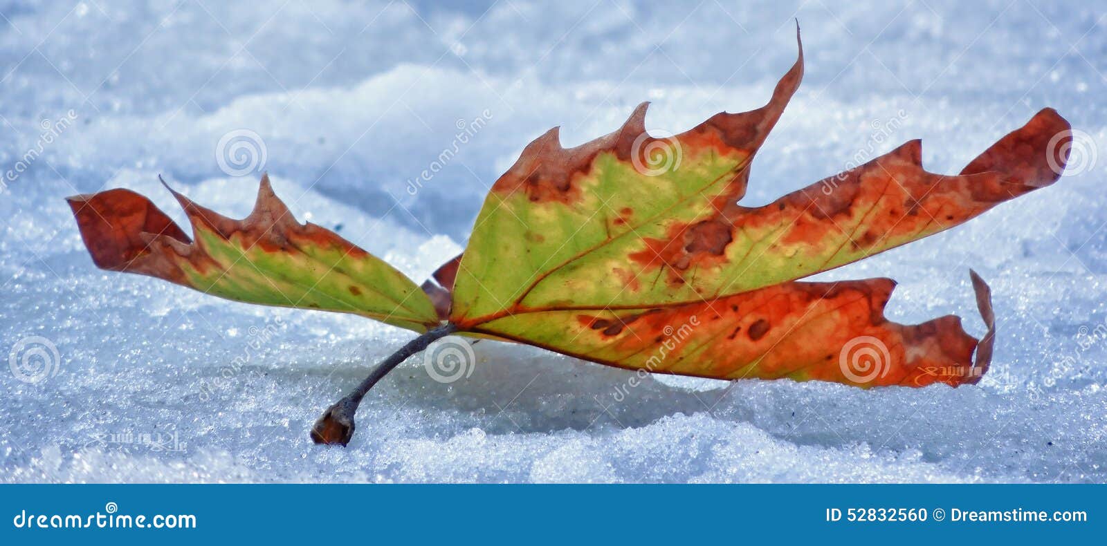 Snow and leaf stock photo. Image of nstreet, great, king - 52832560