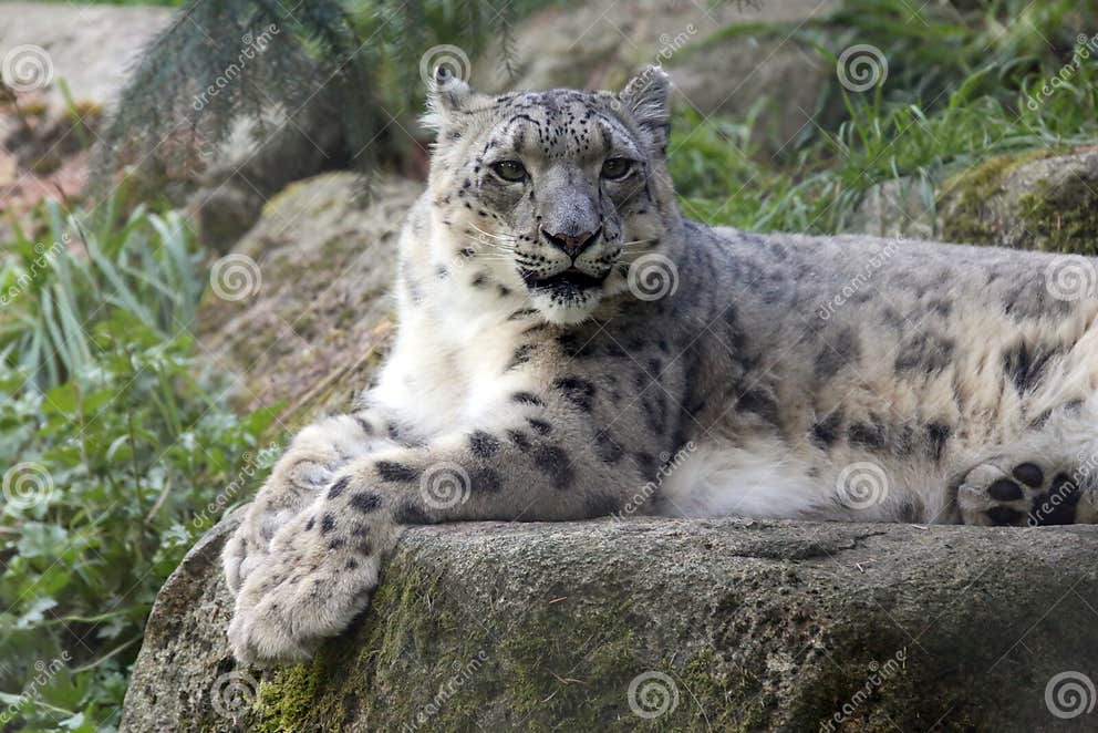 Snow Leaopard stock photo. Image of snowy, spotty, beautiful - 75812876