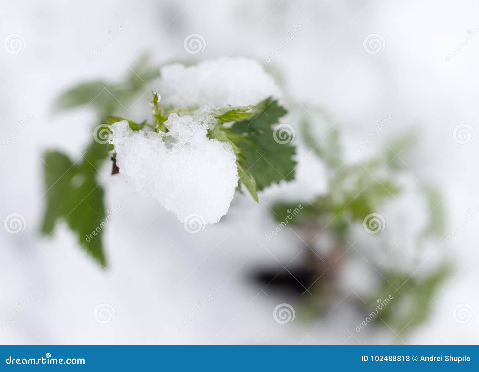 Snow on the Leaves Raspberries Stock Photo - Image of winter, dots ...