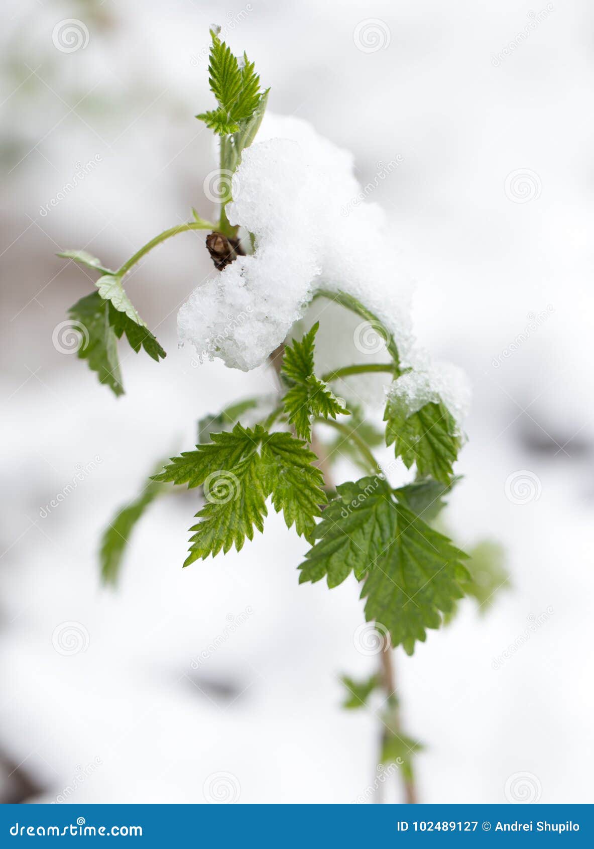 Snow on the Leaves Raspberries Stock Image - Image of dots, pattern ...