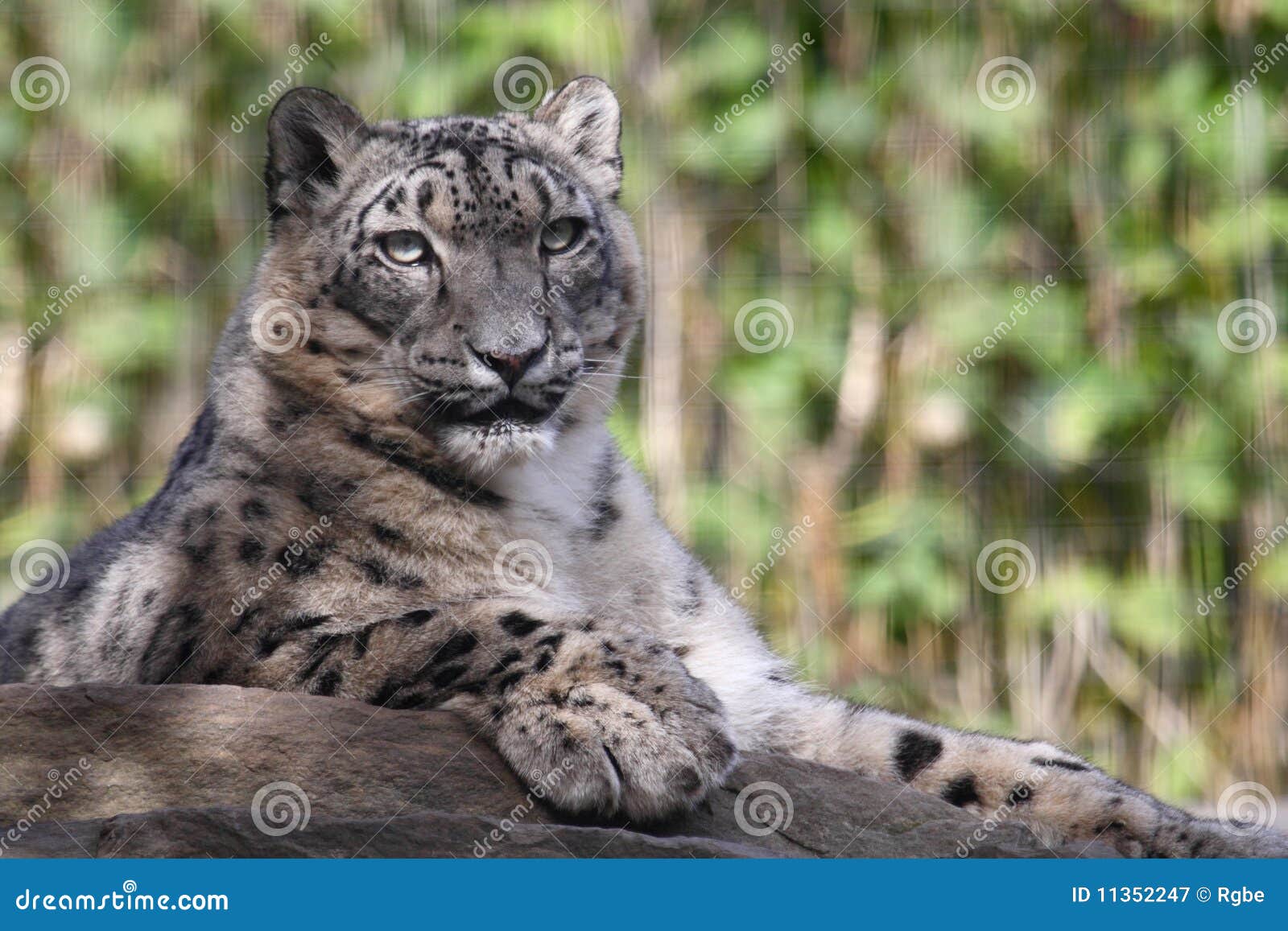 Snow leopard stock image. Image of wildlife, stare, snow - 11352247