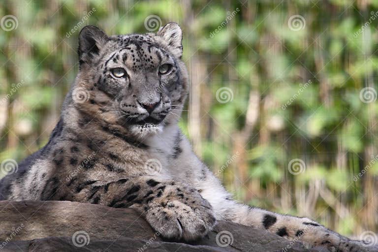 Snow leopard stock image. Image of wildlife, stare, snow - 11352247
