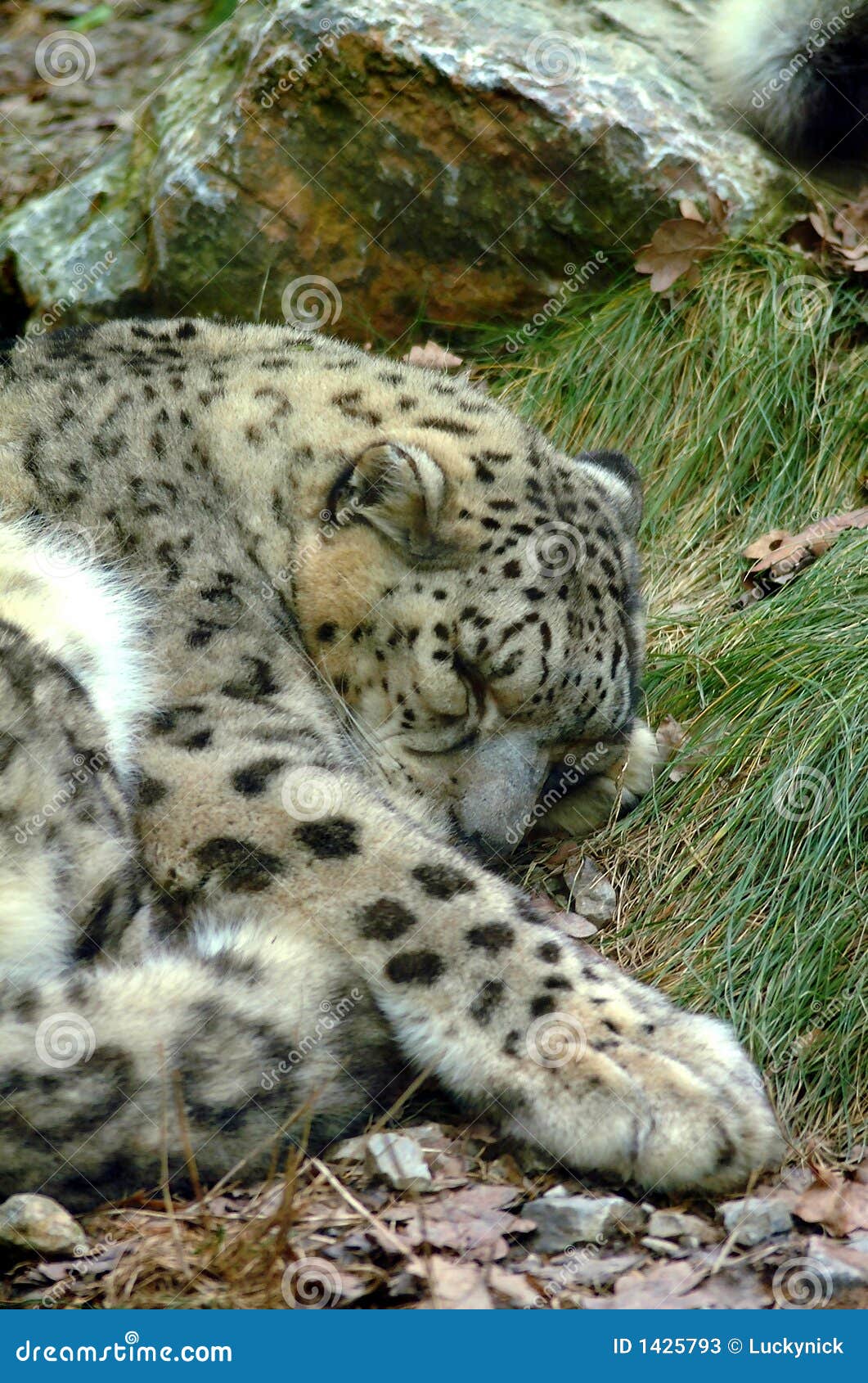Snow Leopard stock image. Image of stone, nature, sleeping - 1425793