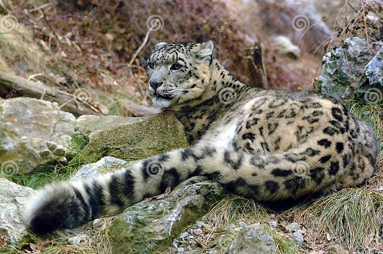 Snow Leopard stock image. Image of spots, snow, mammal - 1425799