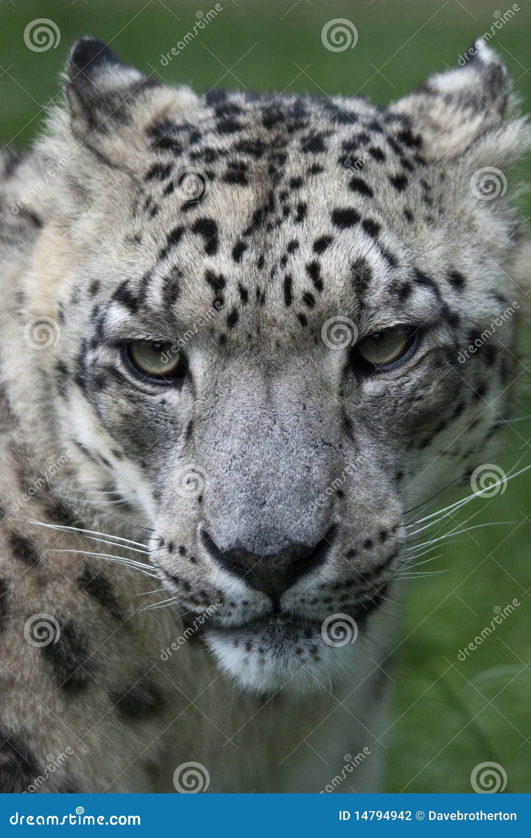 Snow leopard stock photo. Image of animal, stare, glare - 14794942
