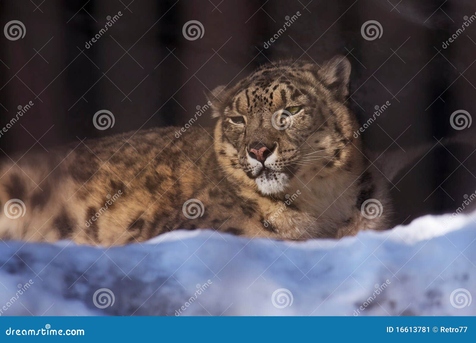 Snow leopard stock image. Image of drinking, macro, cute - 16613781