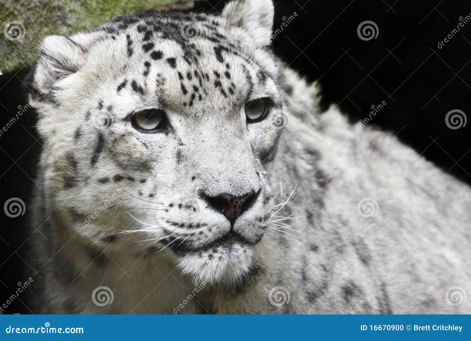 Snow Leopard stock photo. Image of felines, spots, looking - 16670900
