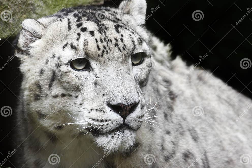 Snow Leopard stock photo. Image of felines, spots, looking - 16670900