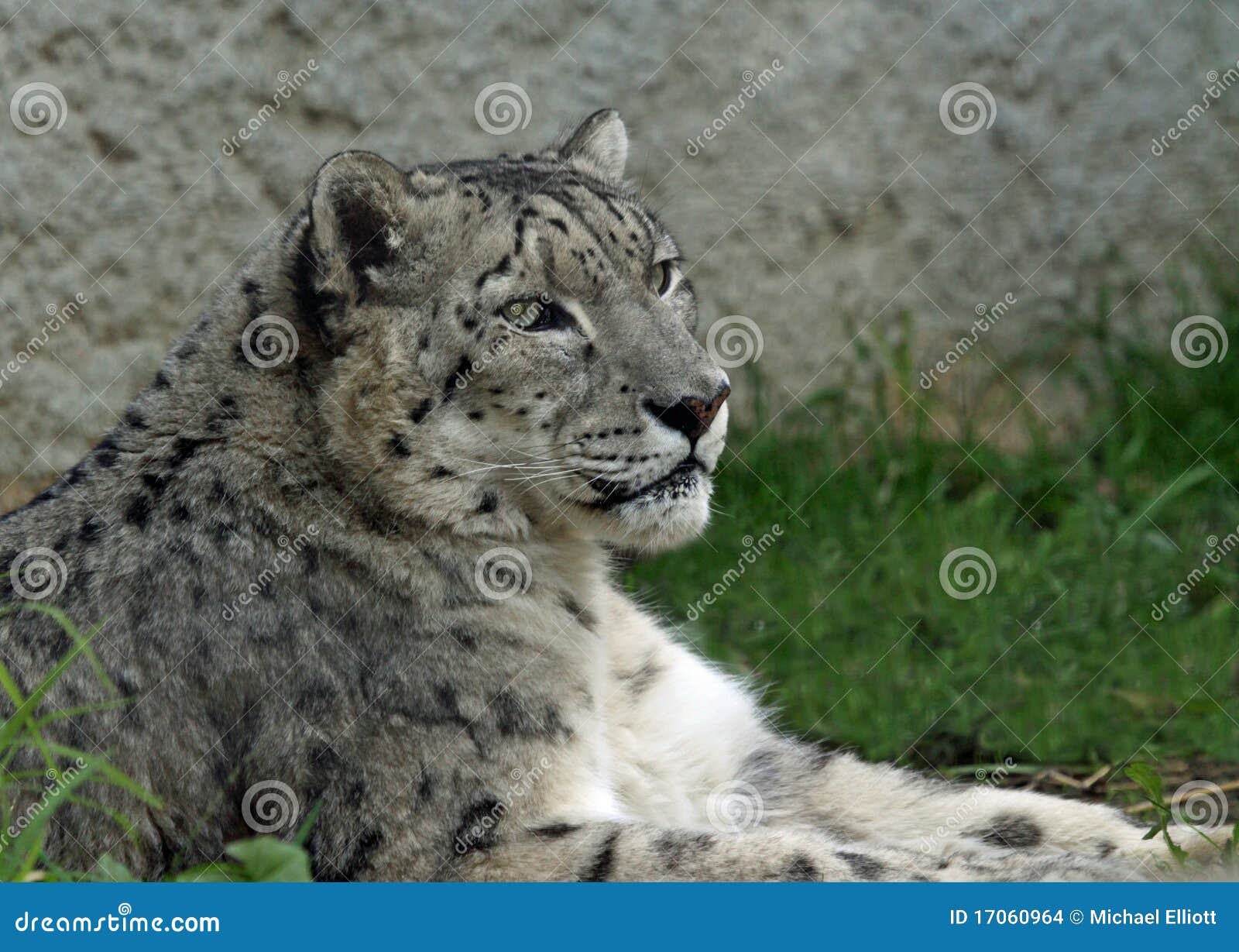 Snow Leopard stock photo. Image of tail, view, snarl - 17060964