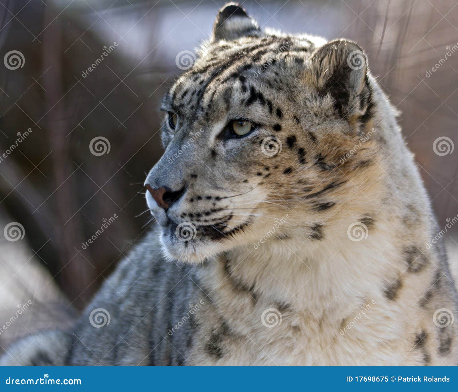 Snow Leopard Fur Texture Royalty-Free Stock Photo | CartoonDealer.com ...