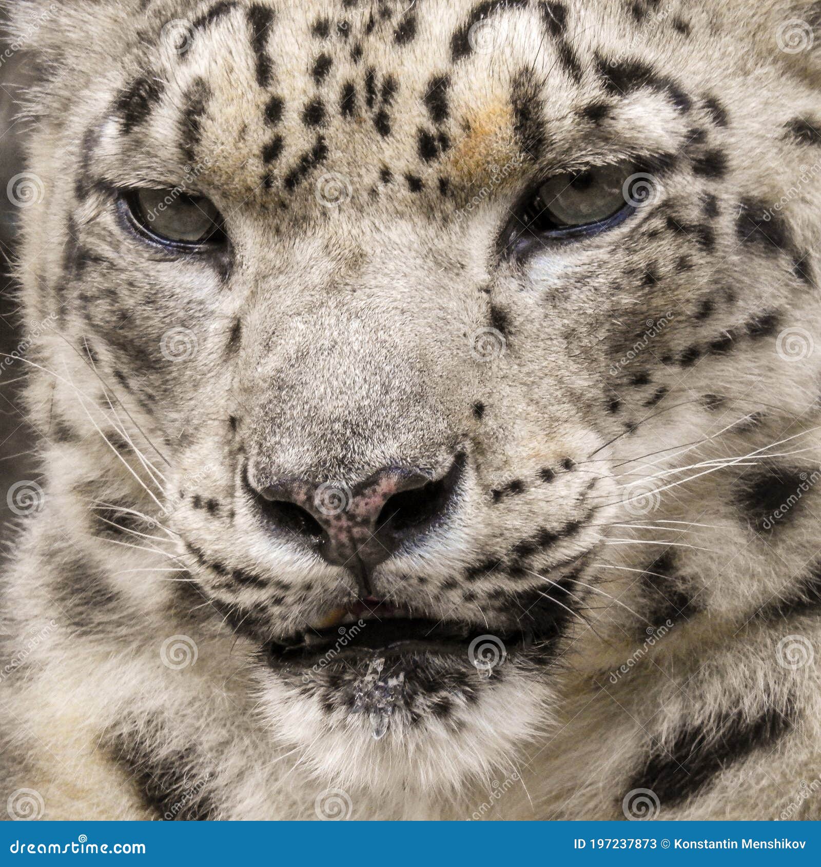 Snow leopard or snow cat. stock image. Image of ranges - 197237873