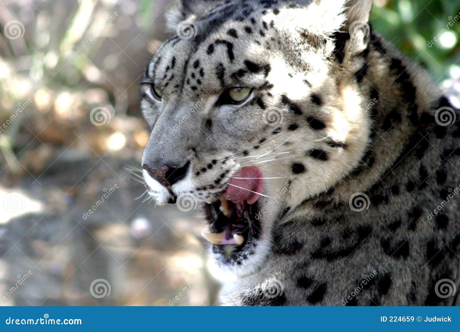 Snow Leopard stock image. Image of mammal, hungry, wildlife - 224659