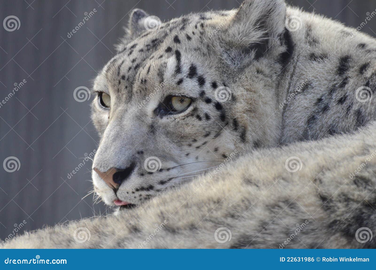 Snow leopard stock photo. Image of look, spots, gaze - 22631986
