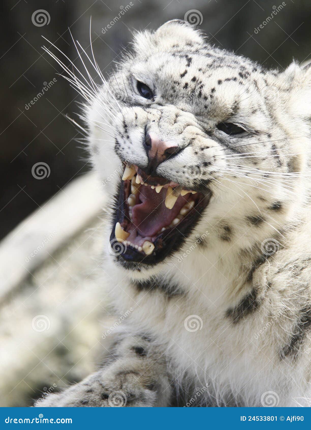Snow leopard stock image. Image of beast, feline, snow - 24533801
