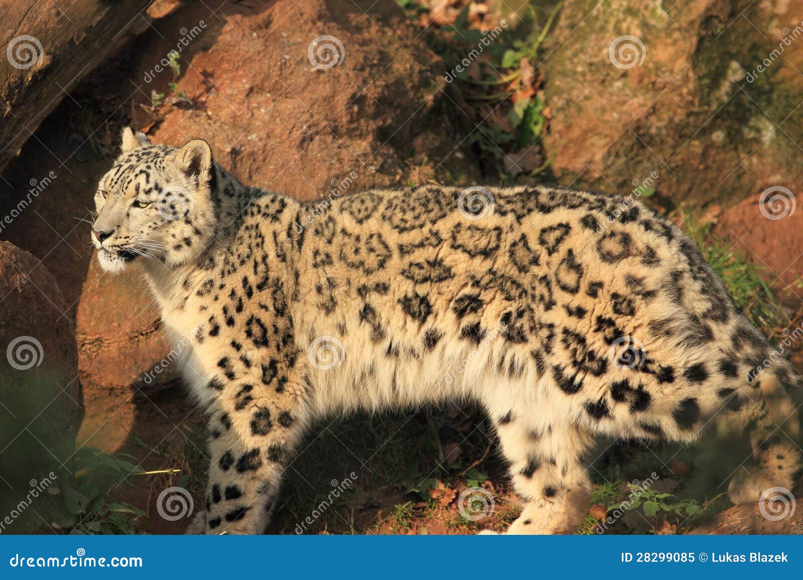Snow leopard stock image. Image of rock, mammal, standing - 28299085