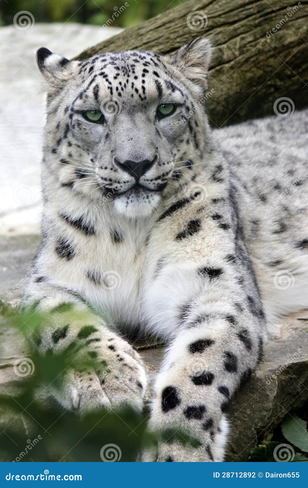 Snow Leopard stock photo. Image of pets, view, winter - 28712892