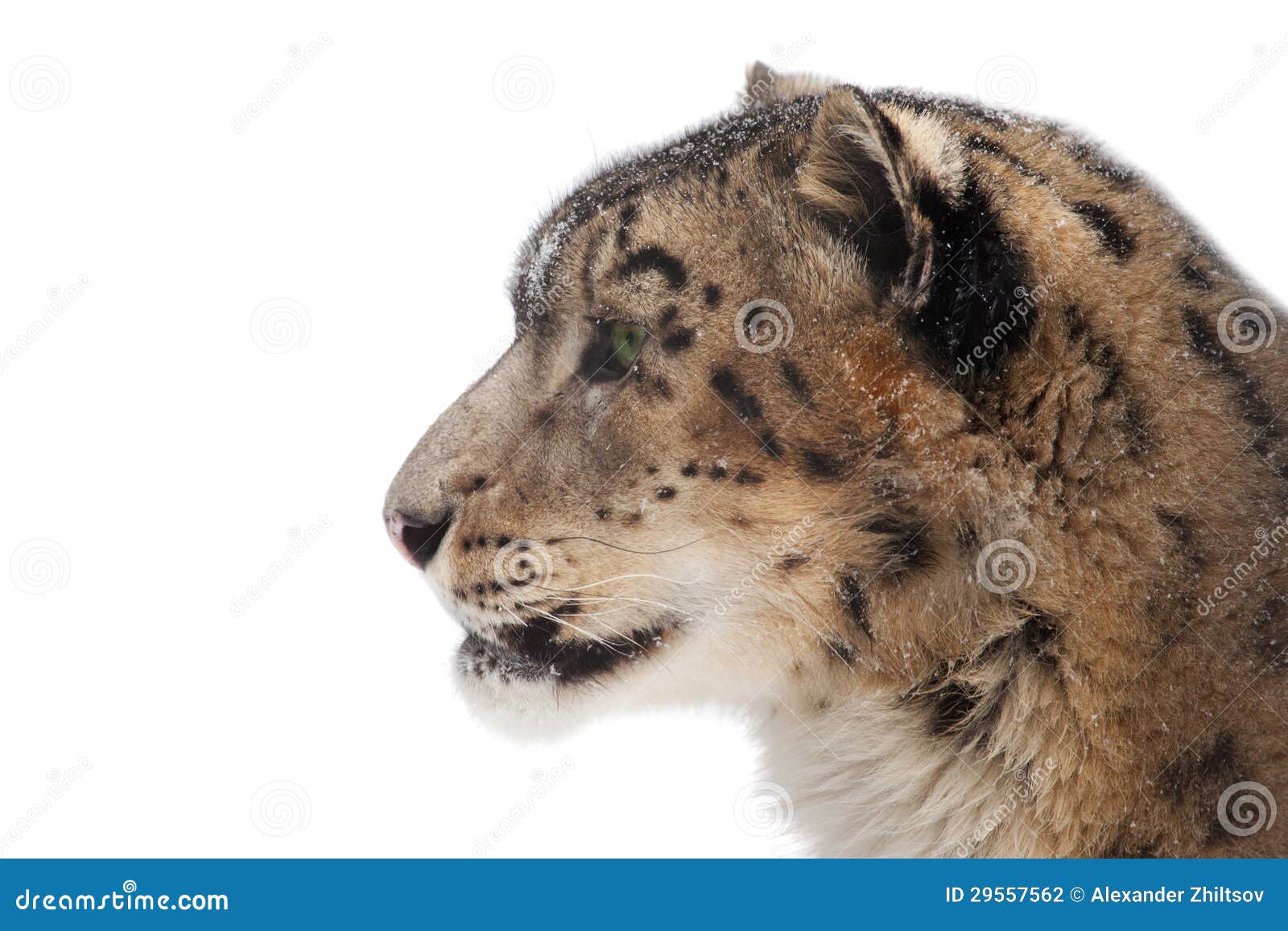 Snow leopard stock photo. Image of front, looking, outdoors - 29557562
