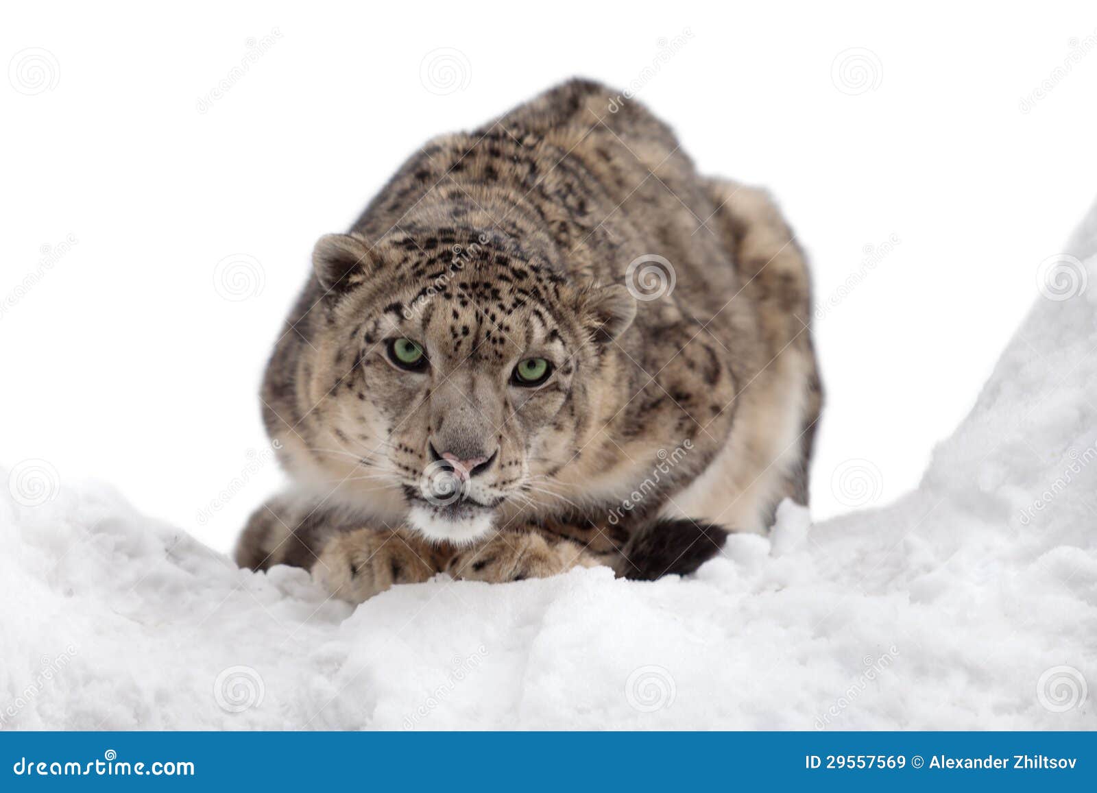 Snow leopard stock image. Image of species, snow, fluffy - 29557569
